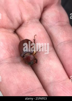 (Holochelus), Insecta, Altes Schloß, Laxenburg, Lower Austria, AT Stock ...