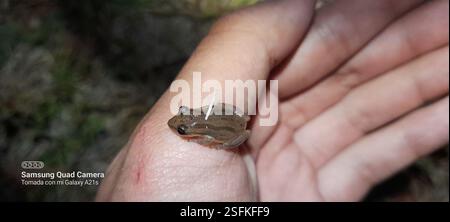 Panama Snouted Tree Frog (Scinax altae), Amphibia, Antón, Panamá Stock ...