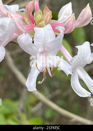 Southern Pinxter Azalea (Rhododendron canescens), Plantae, CR-1540 ...