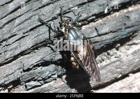 Giant Blue Robber Fly (Blepharotes splendidissimus), Insecta, Termeil ...