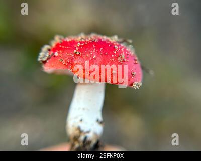 Winter Russula (Russula cremoricolor), Fungi, Alamo Dr, Los Osos, CA ...