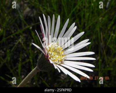 Butter Gerbera (Gerbera ambigua), Plantae, uThukela District ...