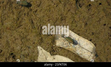 (Calomera funerea), Insecta, Чианг Май, Таиланд Stock Photo - Alamy