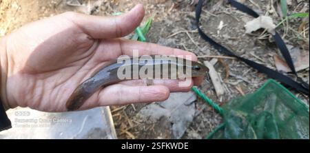 Pale Catfish (Rhamdia guatemalensis), Actinopterygii, Antón, Panamá ...
