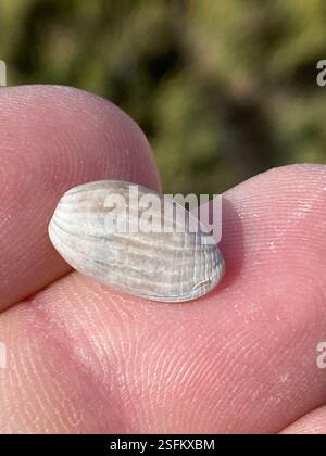 Common Atlantic Bubble (Bulla striata), Mollusca, Puerto de Campos, Ses ...