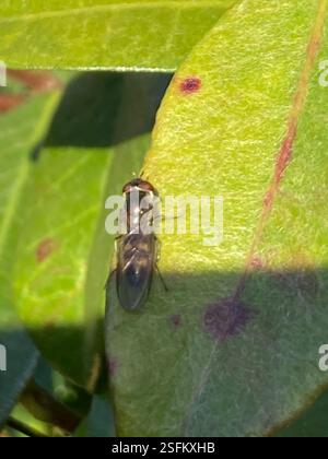 Spotted Thintail (Meliscaeva auricollis) Insecta Stock Photo - Alamy