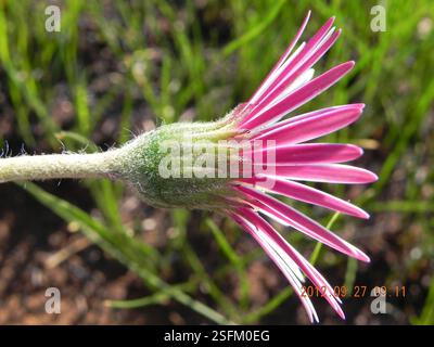 Butter Gerbera (Gerbera ambigua), Plantae, uThukela District ...