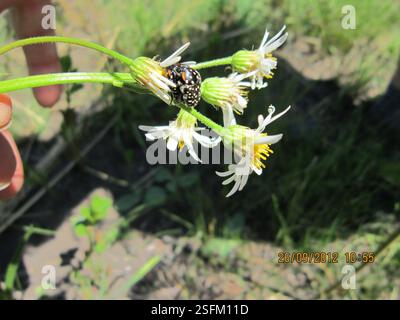 (Afroaster pleiocephalus), Plantae, Giants Castle Game Reserve, South ...
