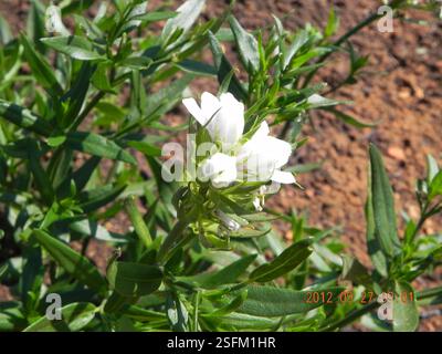 (Justicia andromeda), Plantae, uThukela District Municipality, South ...