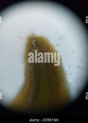 creeping false-holly (Jaltomata procumbens), Plantae, La Pitaya, 91612 ...