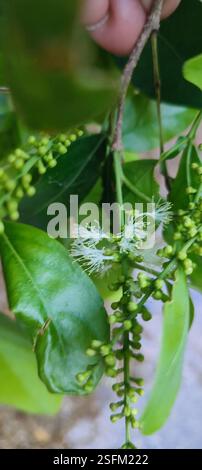 sacky sac bean (Inga laurina), Plantae, 48427 Jal., México Stock Photo ...
