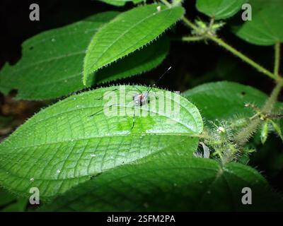 (Scambophyllum), Insecta, Lahad Datu, Sabah, Malaysia Stock Photo - Alamy