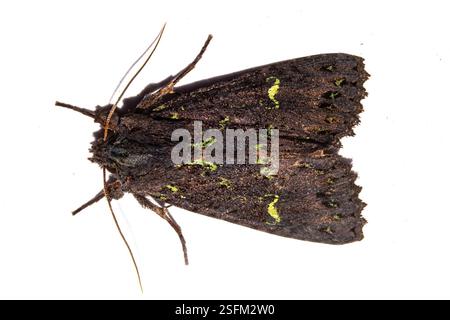 Pate Owlet (Meterana merope), Insecta, Southland District, Southland ...