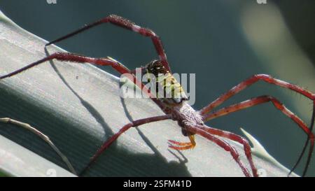 Mangrove Saint Andrew's Cross Spider (Argiope mangal), Arachnida, Краби ...