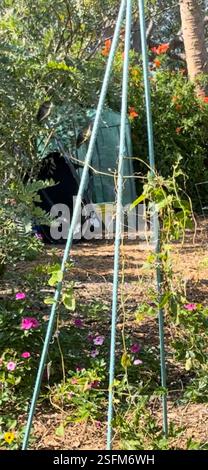 Polydamas Swallowtail (Battus polydamas), Insecta, Pelican Sound Golf ...