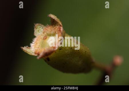 myrtle family (Myrtaceae), Plantae, Araçariguama, SP, 18147-000, Brasil ...