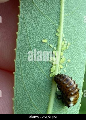 Aphids and Allies (Aphidomorpha), Insecta, Florida, US, on Salix ...