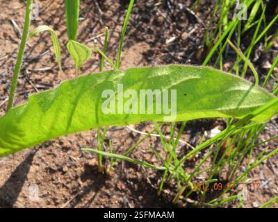 Butter Gerbera (Gerbera ambigua), Plantae, uThukela District ...