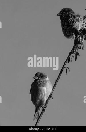 Hanging Around – Two Sparrows on a Twig. Monochrome birds Stock Photo ...