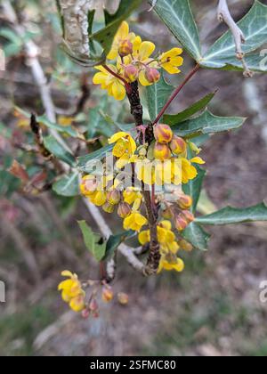 Agarita (Berberis trifoliolata), Plantae, Garfield, TX, USA Stock Photo ...