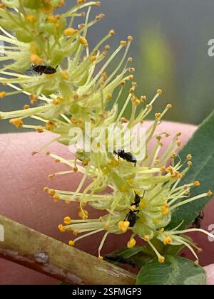 Difficult White-footed Ant (Technomyrmex difficilis), Insecta, Florida ...