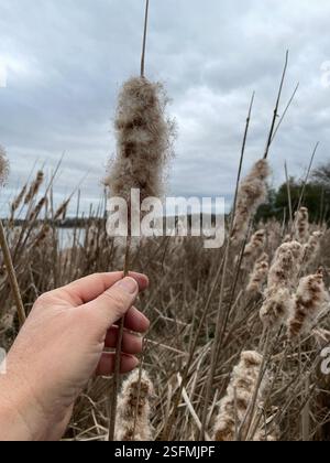 Cattails (Typha), Plantae, Fairfield Lake State Park, Fairfield, TX, US ...
