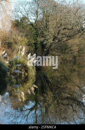Chichester Ship Canal, near Hunston south of Chichester, West Sussex ...