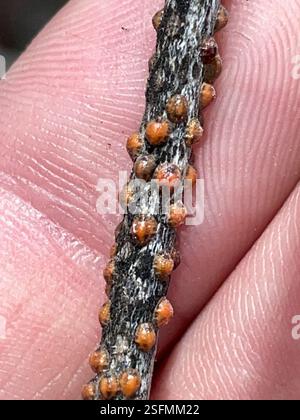 terrapin scale (Mesolecanium nigrofasciatum), Insecta, Carter St ...