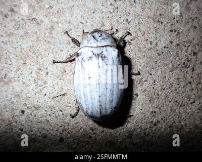Scarabs (Scarabaeidae), Insecta, Lahad Datu, Sabah, Malaysia Stock ...