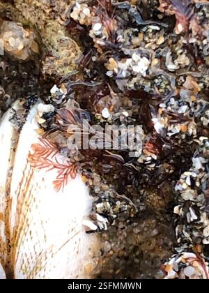 red algae (Rhodophyta), Plantae, Monterey, California, United States ...