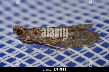 (Cadra), Insecta, São Vicente, Cape Verde, CV Stock Photo - Alamy