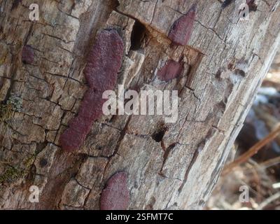 Fungi Including Lichens (Fungi), Fungi, Franklin, Massachusetts, United ...