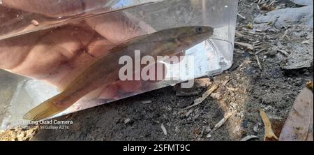 Pale Catfish (Rhamdia guatemalensis), Actinopterygii, Antón, Panamá ...