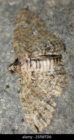 Carpet Moths (Larentiinae), Insecta, Santo Antão, Cape Verde, CV Stock ...