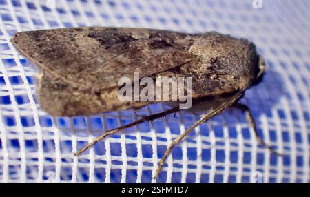 (Agrotis), Insecta, Santo Antão, Cape Verde, CV Stock Photo - Alamy