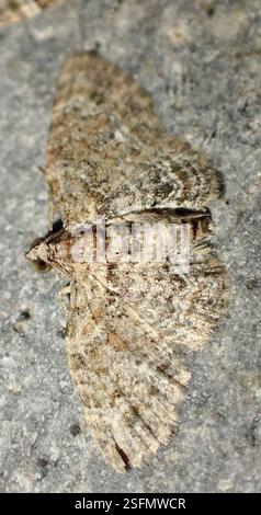 Carpet Moths (Larentiinae), Insecta, Santo Antão, Cape Verde, CV Stock ...