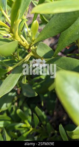 Boobialla (Myoporum boninense), Plantae, Newcastle - Inner City, AU-NS ...