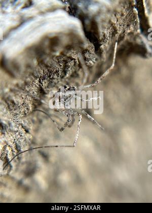 (Protolophus), Arachnida, Morro Bay State Park, Morro Bay, CA, US ...