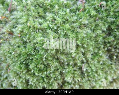 mosses (Bryophyta), Plantae, Windsor Forest, Savannah, GA, USA Stock ...