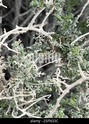 Burrobush (Ambrosia dumosa), Plantae, Anza-Borrego Desert State Park ...