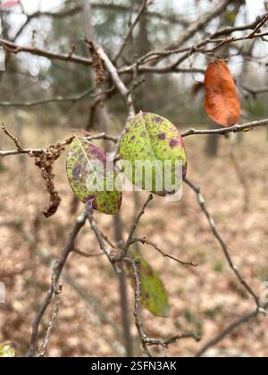 sparkleberry (Vaccinium arboreum), Plantae, Fairfield Lake State Park ...