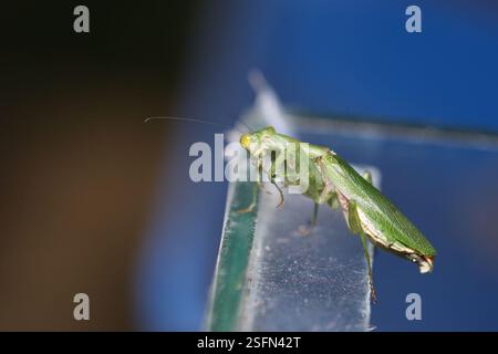 (Acontista concinna), Insecta, Araçariguama, SP, 18147-000, Brasil ...