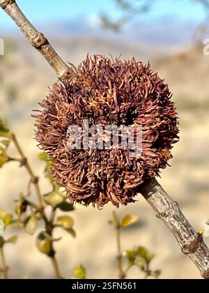 The larva of small flies gall midges or gall gnats (Cecidomyiidae ...