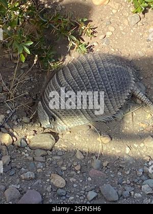 Pichi (Zaedyus pichiy), Mammalia, Lago Buenos Aires, AR-SC, AR Stock ...