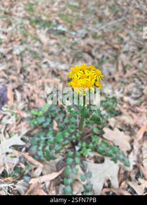 Butterweed (Packera glabella), Plantae, Bienville National Forest ...