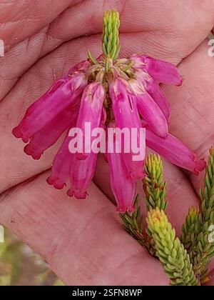 Ninepin Heath (Erica mammosa), Plantae, Cape Farms, Cape Town, South ...