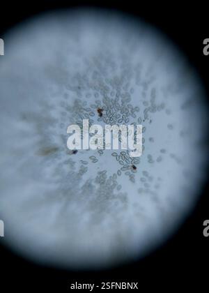 creeping false-holly (Jaltomata procumbens), Plantae, La Pitaya, 91612 ...