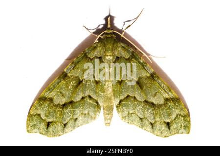 Tutu Green Spindle (Tatosoma lestevata), Insecta, Southland District ...