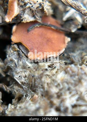 Operculate Ascomycetes (Pezizomycetes), Fungi, El Chorro Regional Park ...