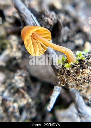 Moss Bells (Galerina), Fungi, Montaña de Oro State Park, Los Osos, CA ...